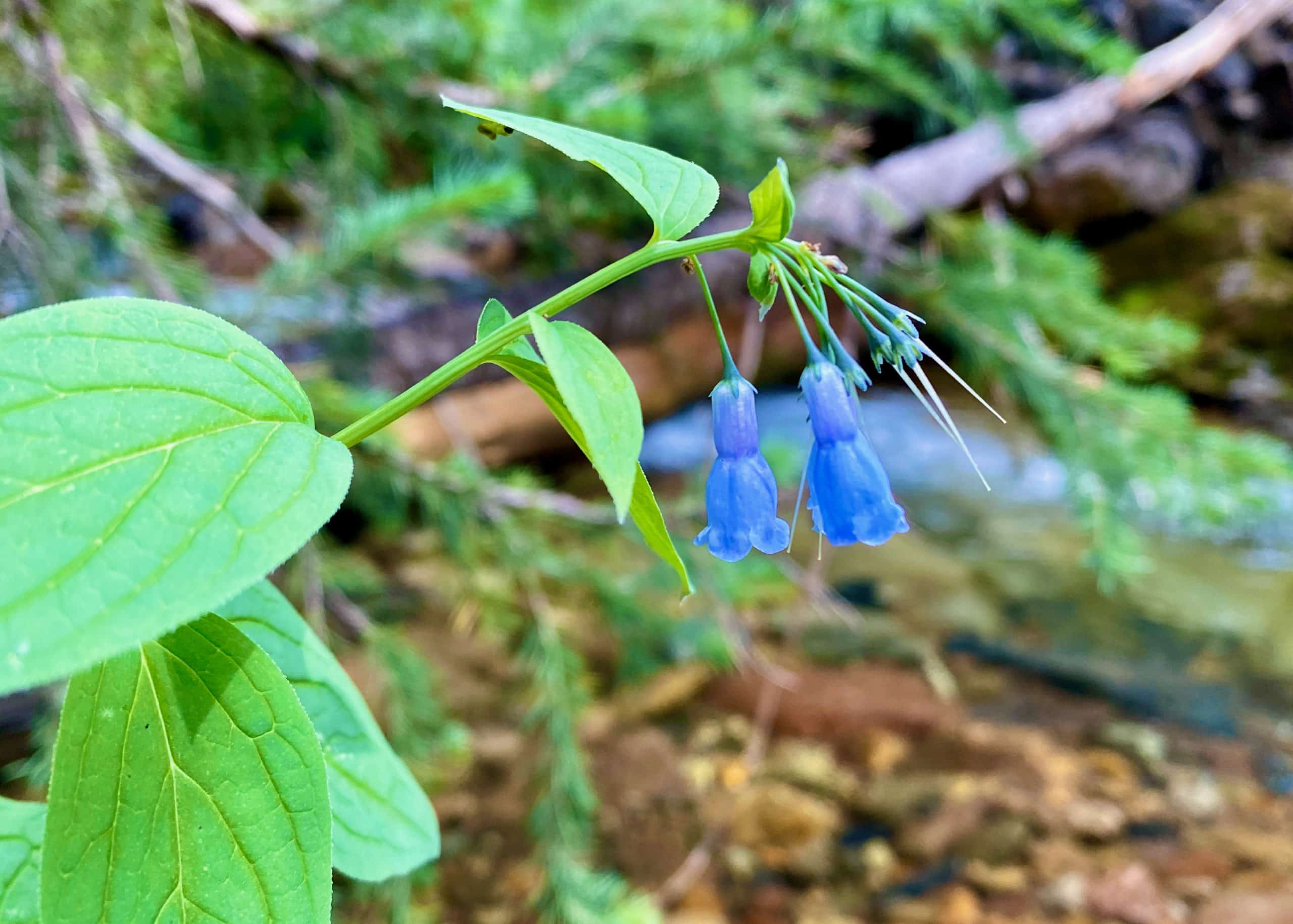 Entering the Charnel Ground: Transformation Through Transmutation ...