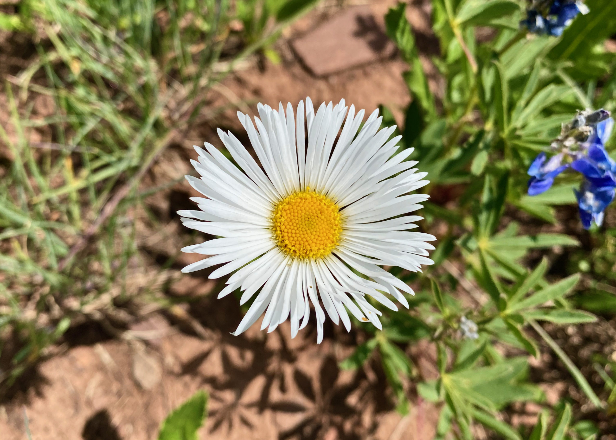 TGS: The Experience of Ordinary Mind - Dharma Ocean Foundation