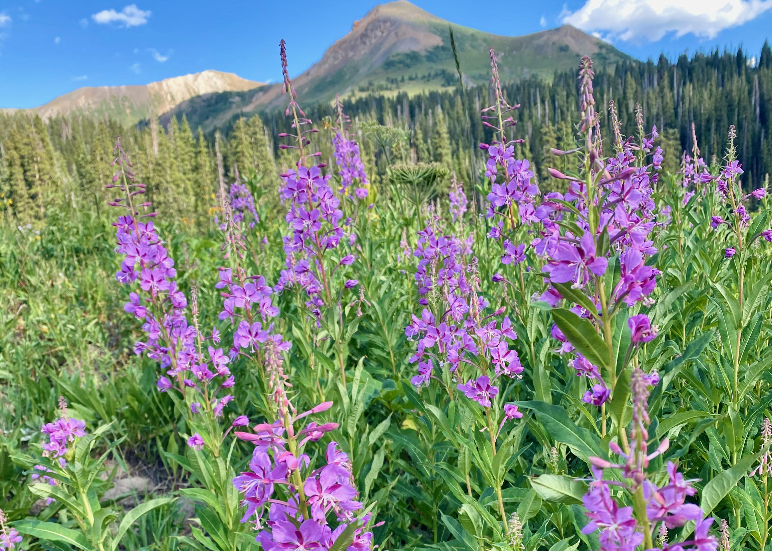 Sacred Outlook: Entering the Secret Gate - Dharma Ocean Foundation